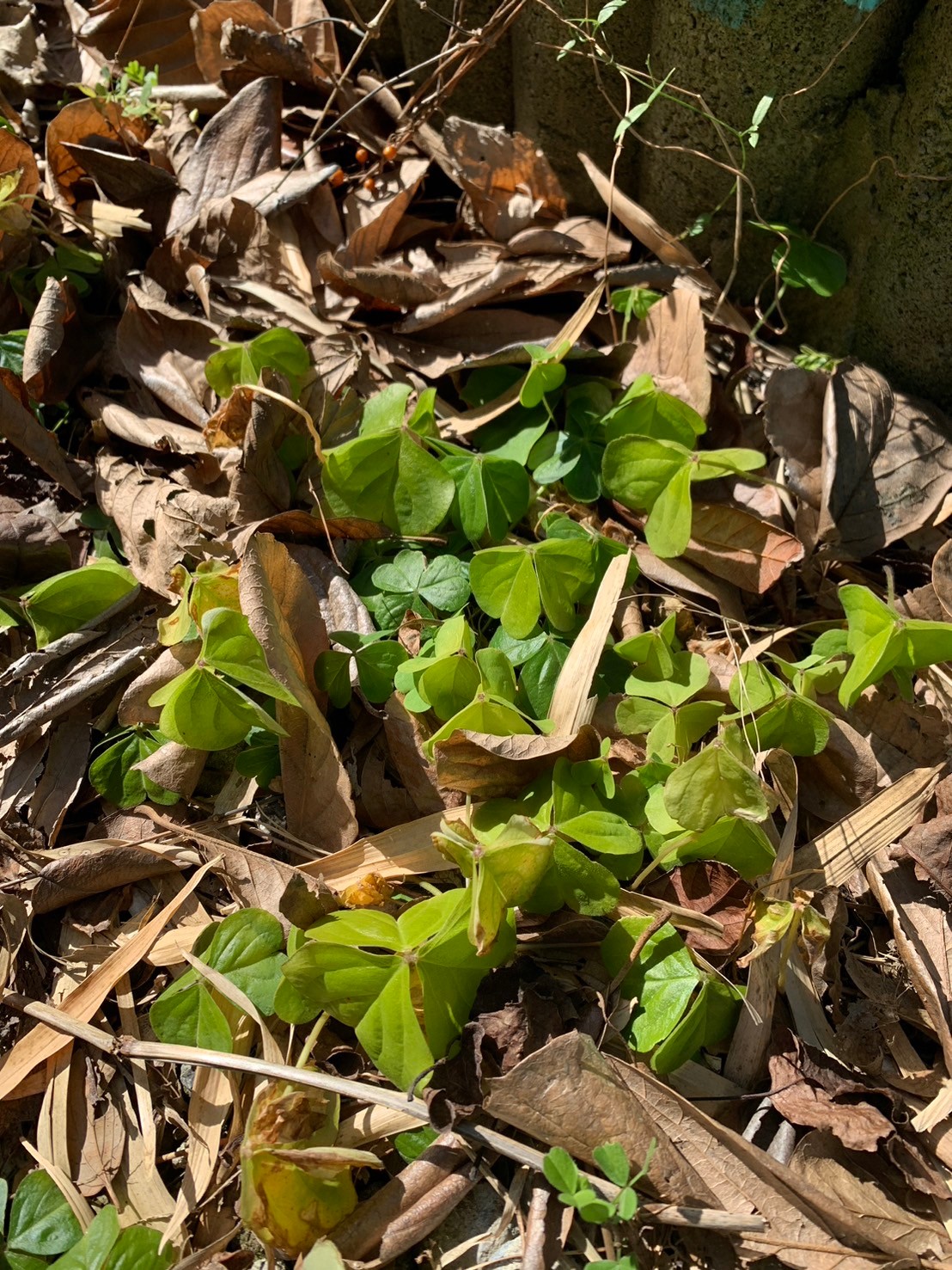 Refarm -支え合いで未来を耕す、 自給自足型コミュニティ